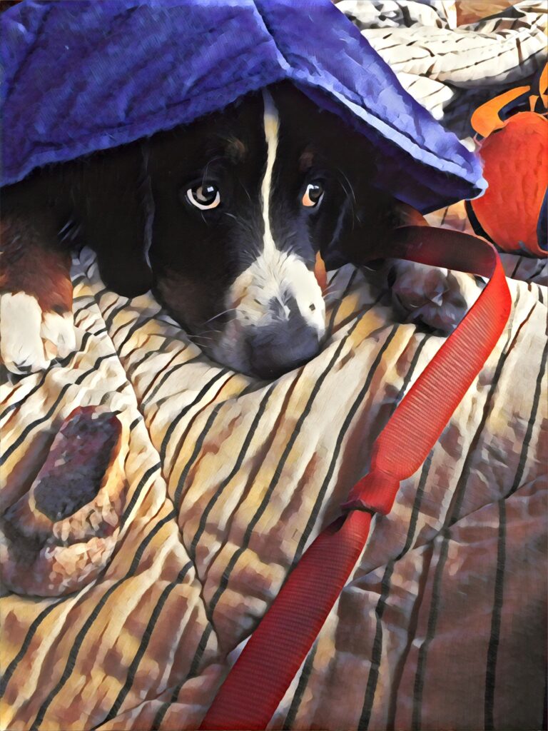 Gallery ⋆ Patricia J. Franz