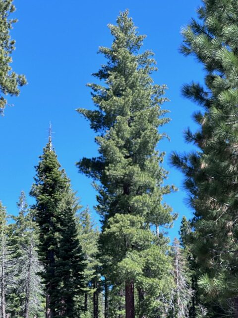 Poetry Friday Is Here! ⋆ Patricia J. Franz