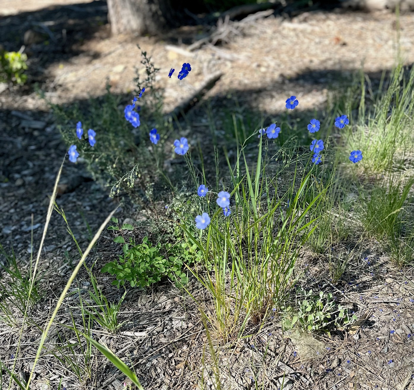 I Don't Know ⋆ Patricia J. Franz